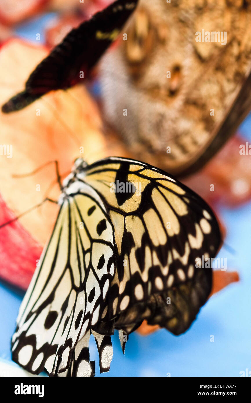 Papillons cerfs volants en papier Banque de photographies et d’images à ...