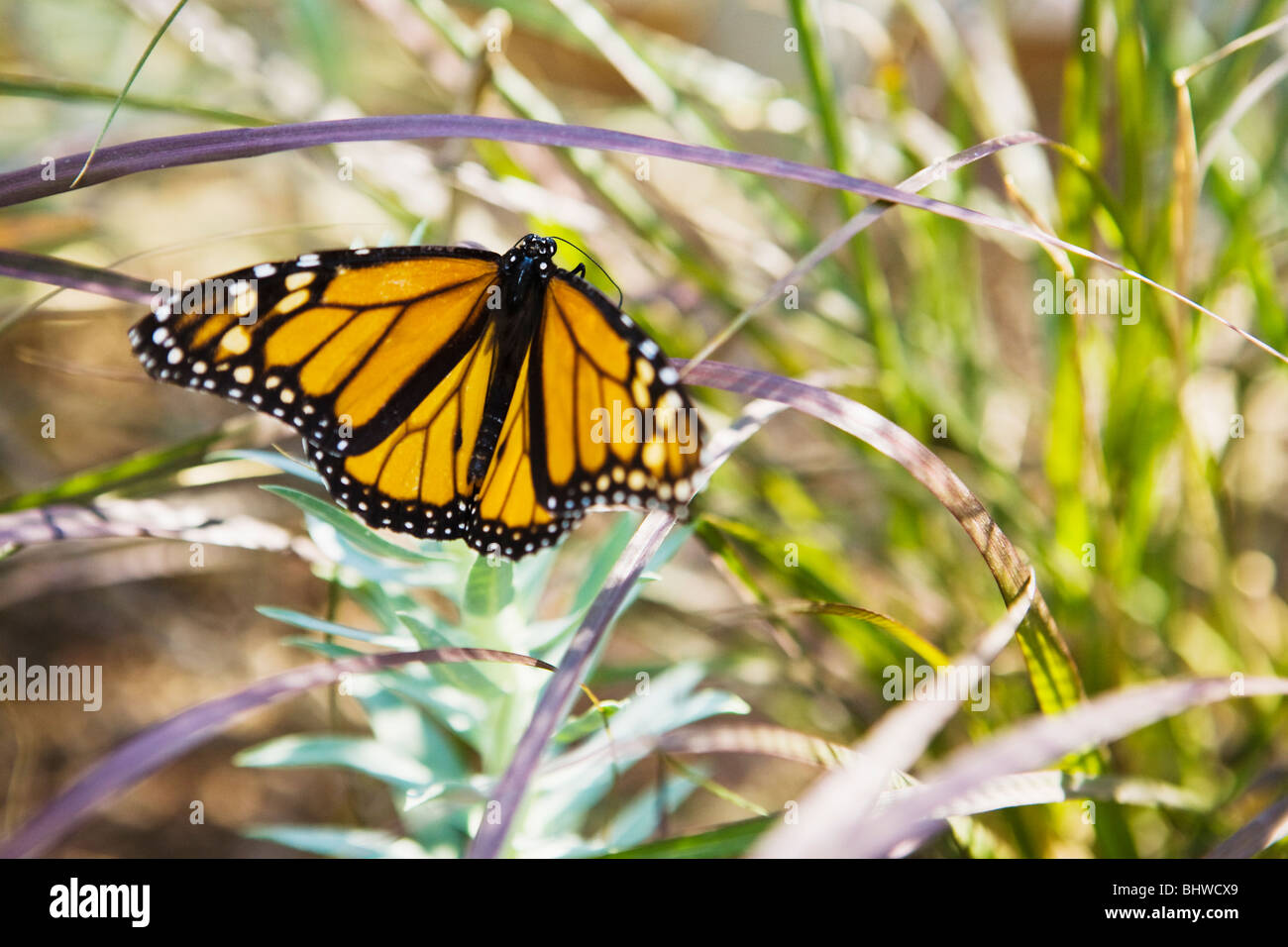 Anatomie des insectes Banque de photographies et d’images à haute ...