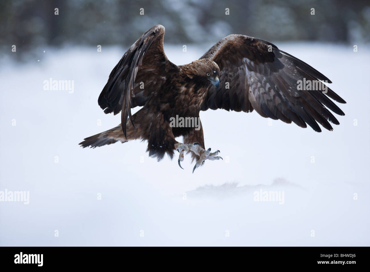 Golden eagle landing Banque de photographies et d’images à haute ...