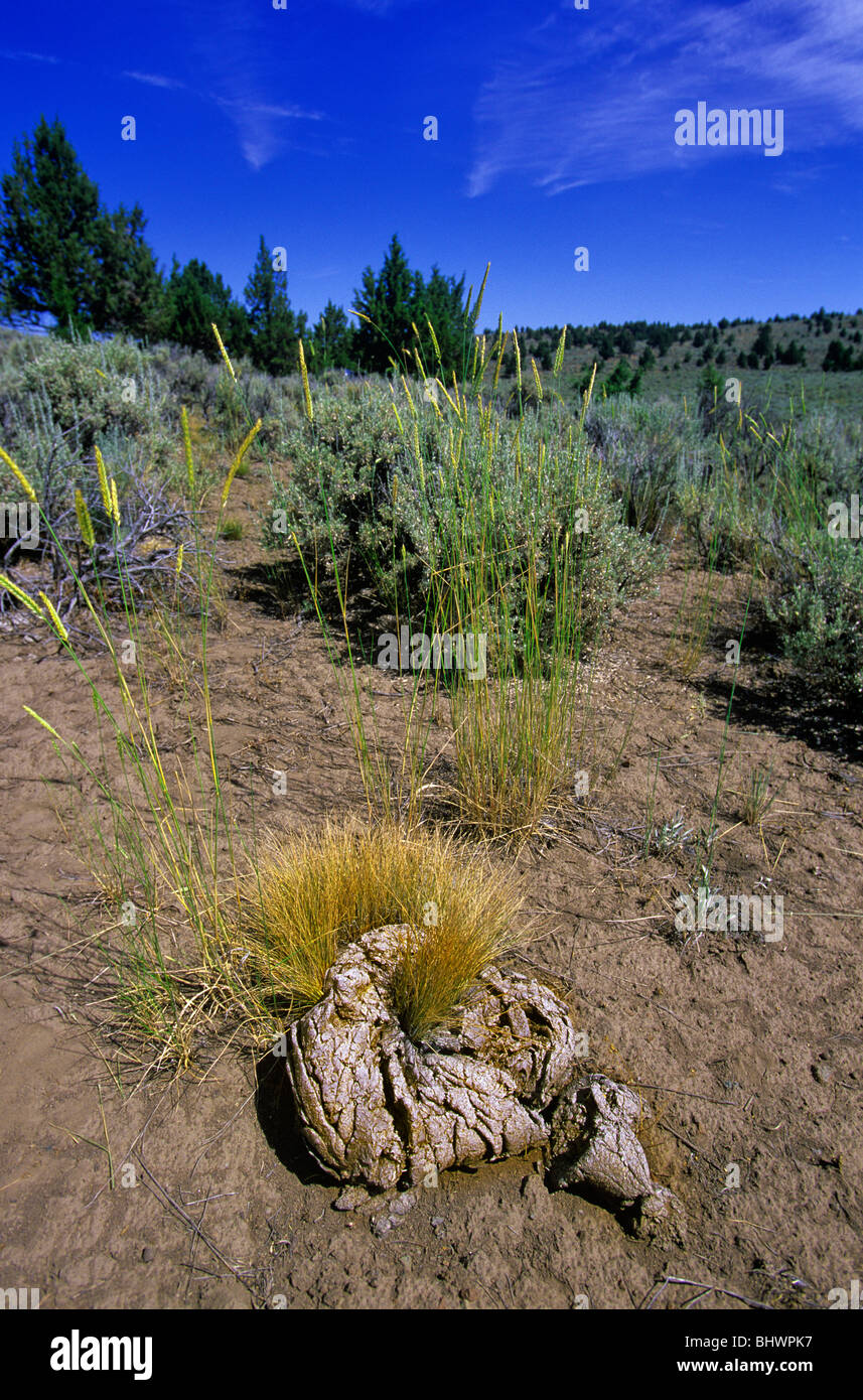 L'herbe pousse, fécondé par le fumier de vache, High Desert Ranch, près ...