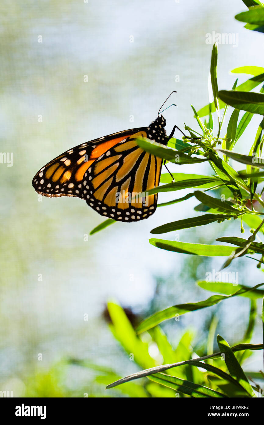 Un papillon monarque perché sur un arbre, Phoenix, Arizona, USA Photo ...