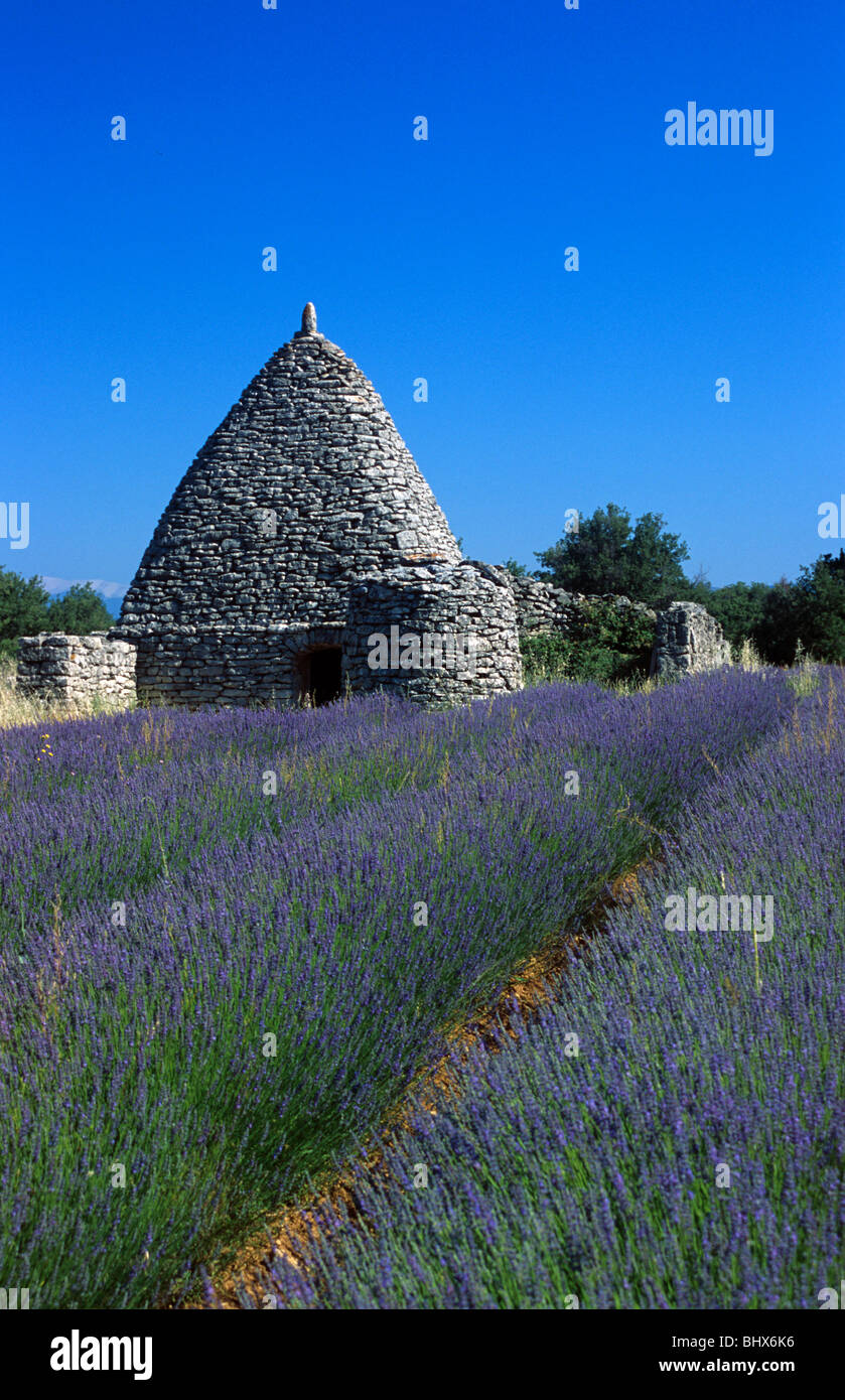 Lignes de champ de lavande en & Borie, Hutte gauloise ou cabane en ...