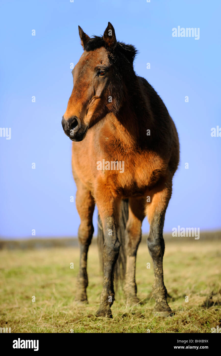 Cheval sauvage debout Banque de photographies et d’images à haute ...