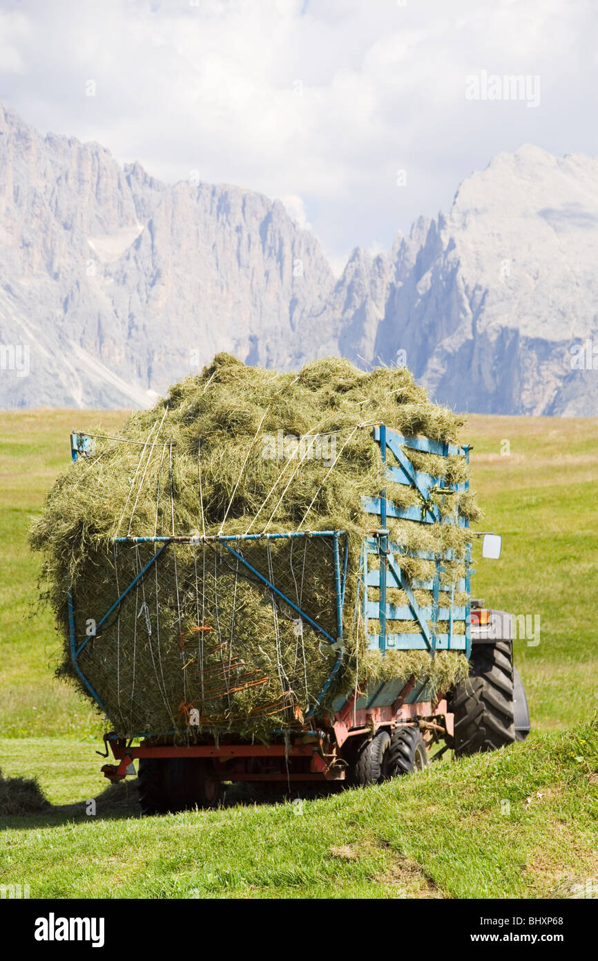 Fourrage vert Banque de photographies et d’images à haute résolution ...
