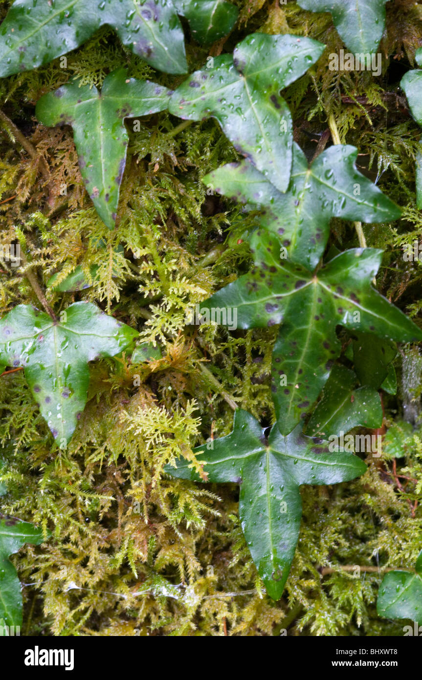 Feuilles de lierre grimpant fraîches Banque de photographies et d ...