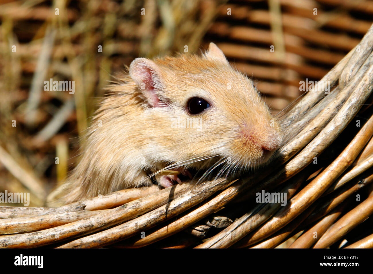 Meriones shawi Banque de photographies et d’images à haute résolution ...