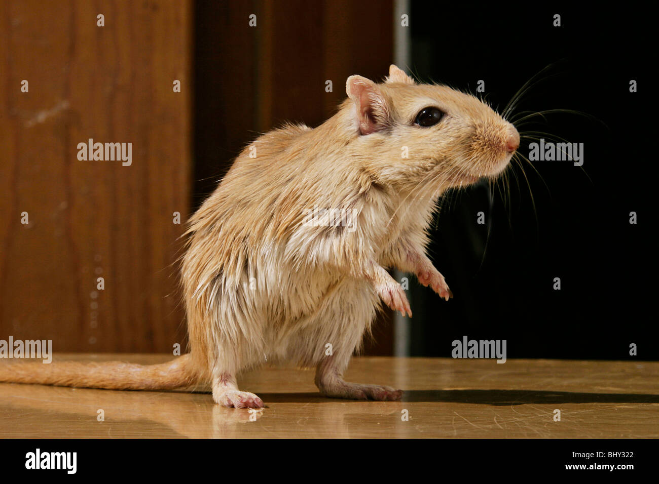 Meriones shawi Banque de photographies et d’images à haute résolution ...