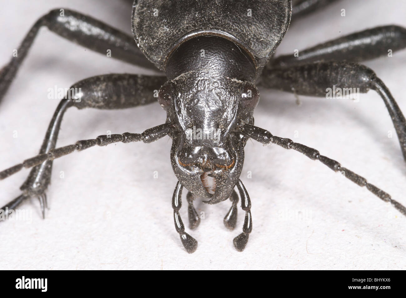 Carabus coriaceus Banque de photographies et d’images à haute ...