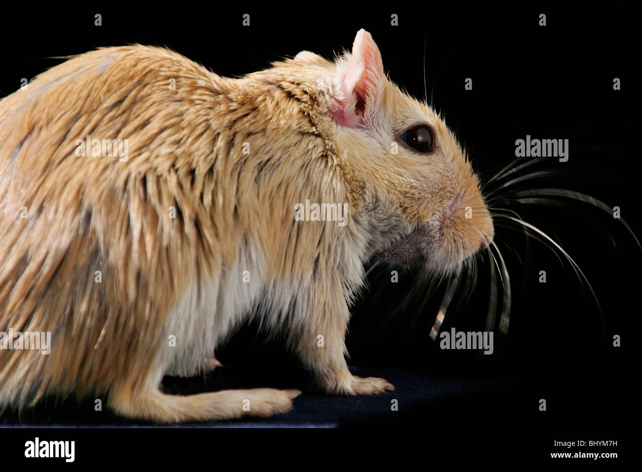 Meriones shawi Banque de photographies et d’images à haute résolution ...