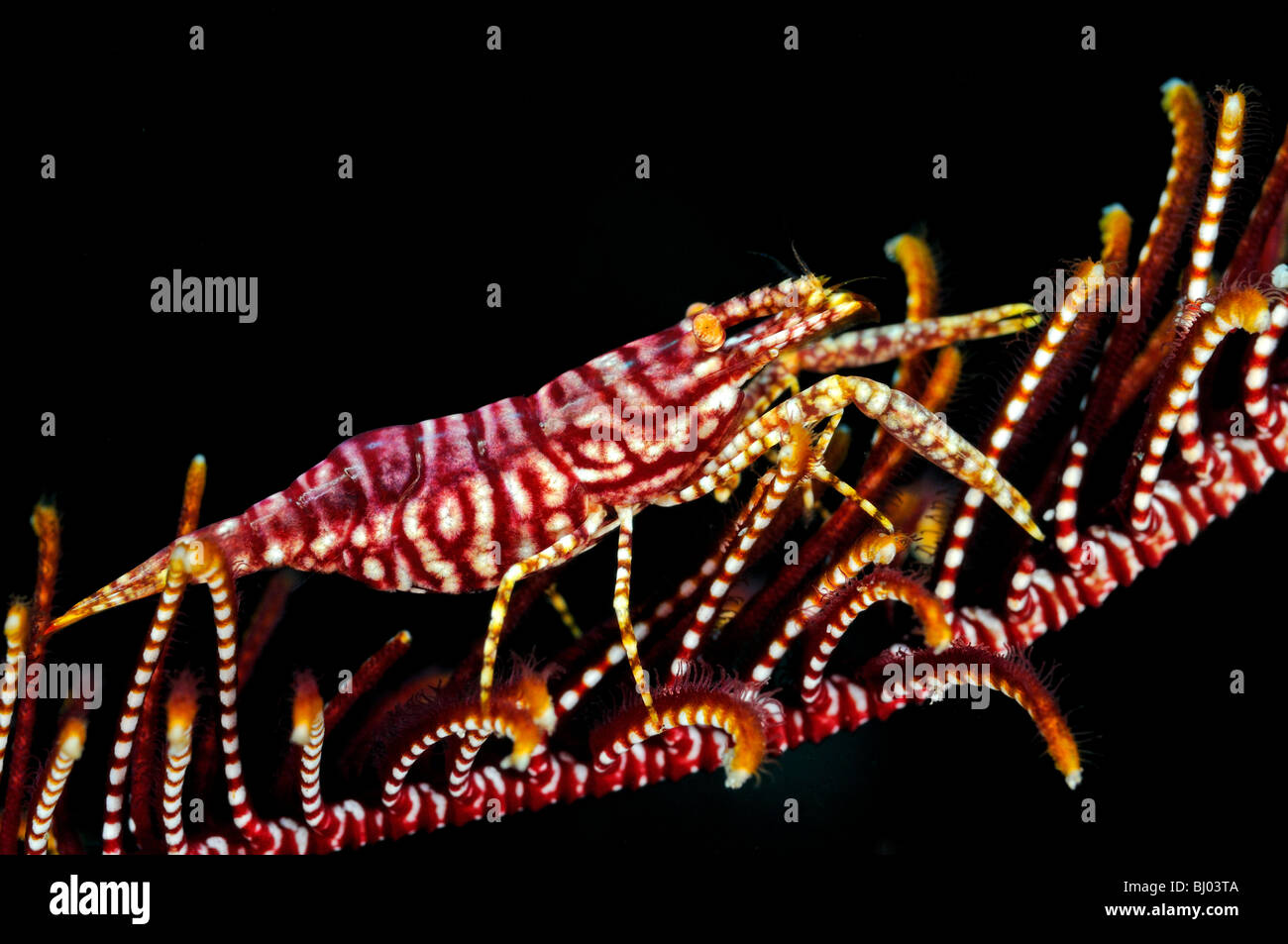 Crevette violette Banque de photographies et d’images à haute ...