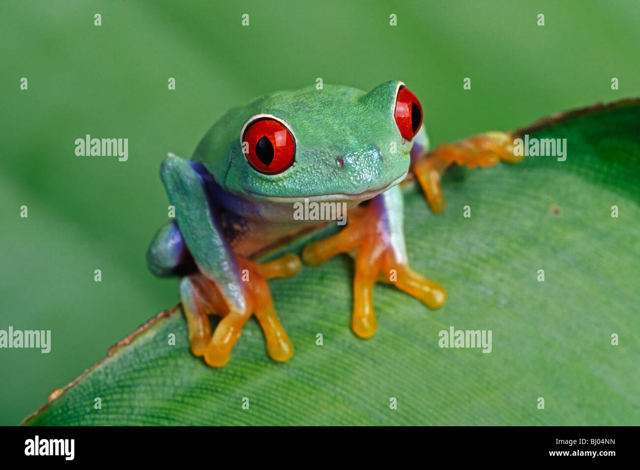 Animaux aux yeux rouges Banque de photographies et d’images à haute ...
