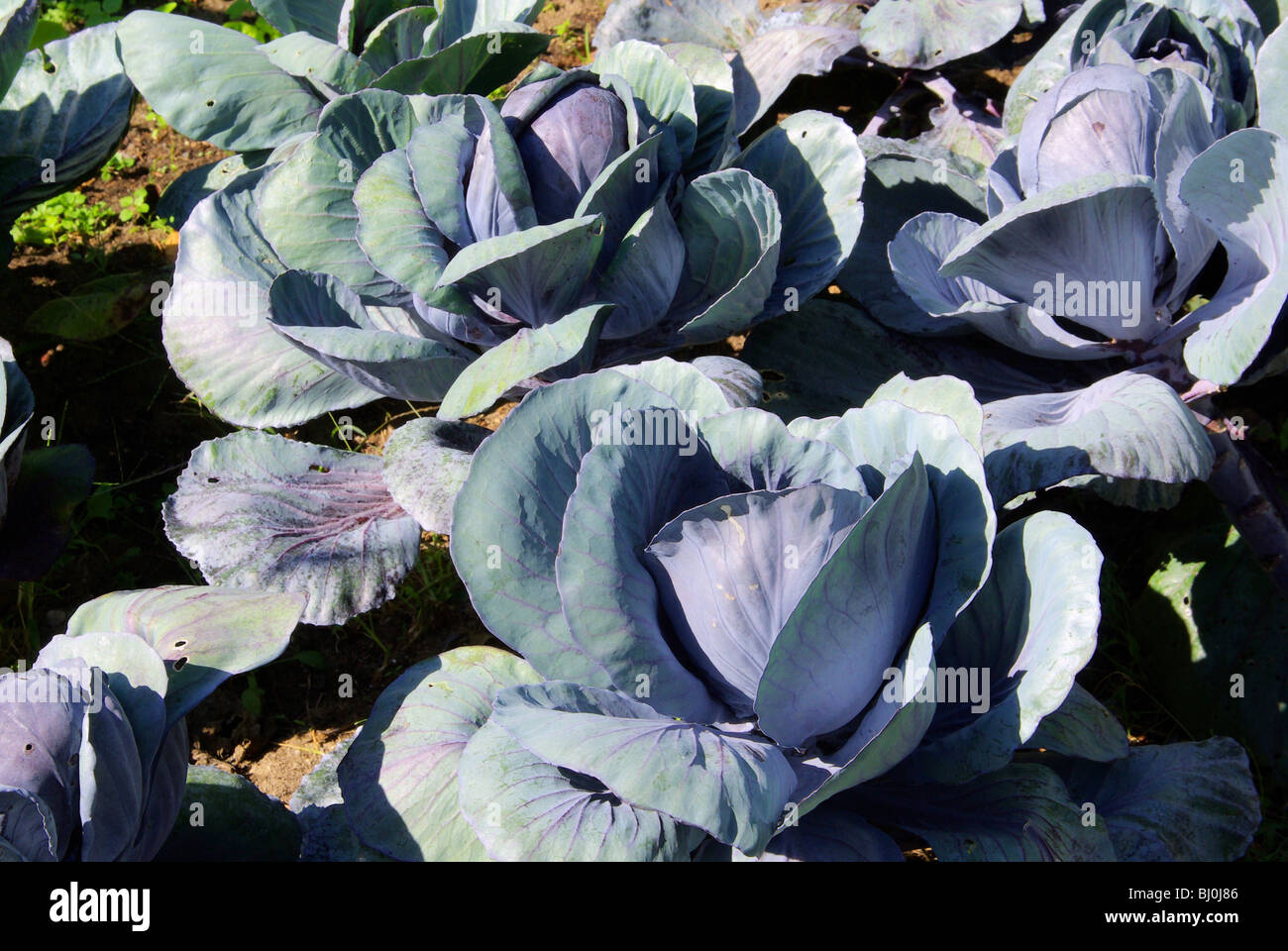 Kohl feld Banque de photographies et d’images à haute résolution - Alamy