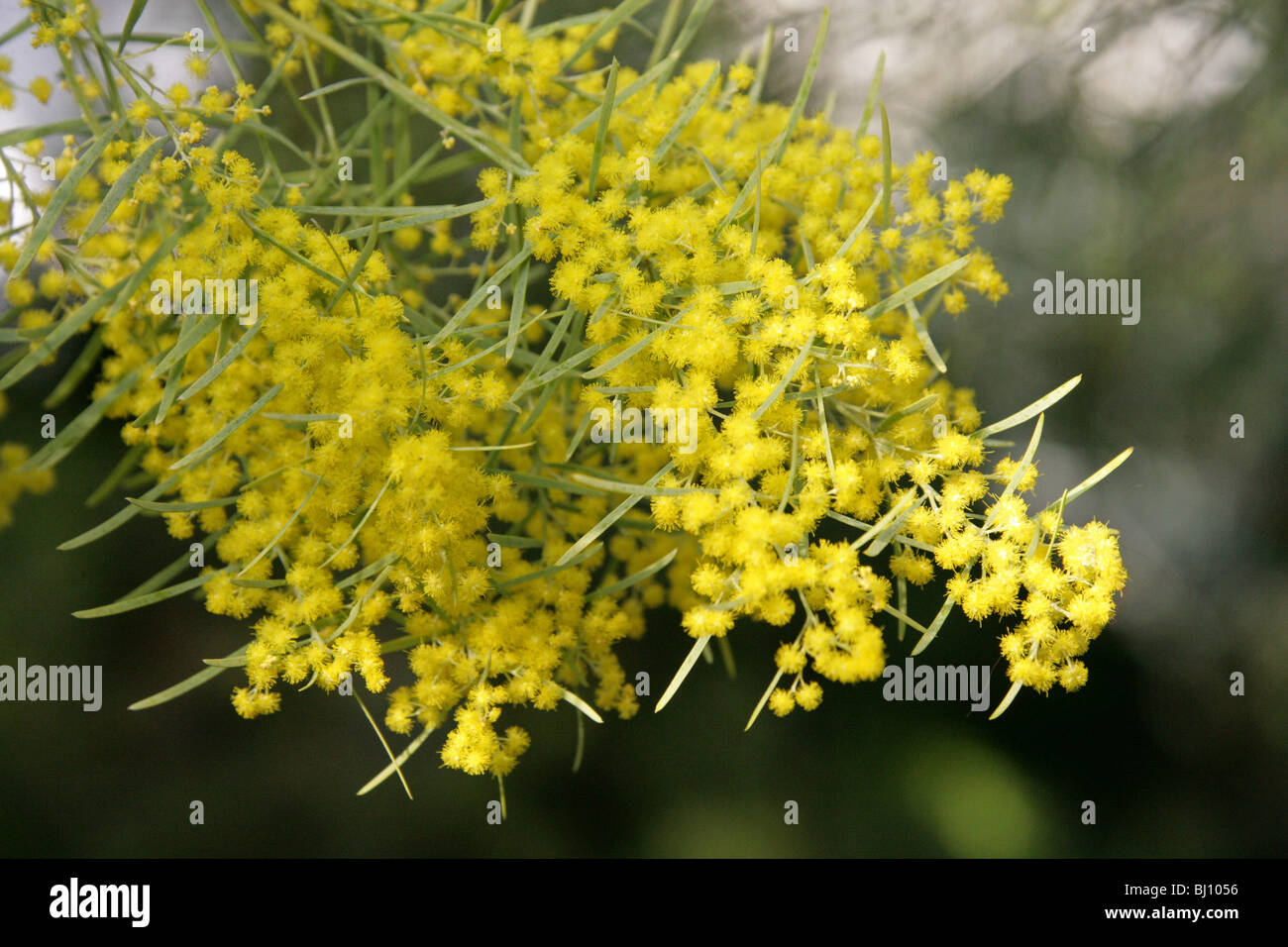 Racosperma boormanii Banque de photographies et d’images à haute ...