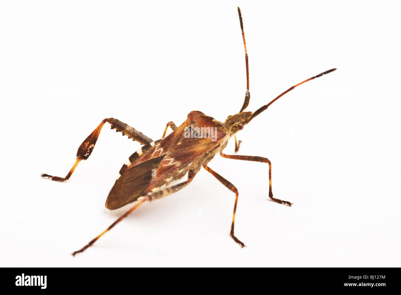 Punaise des semences de conifères Banque d'images détourées - Alamy