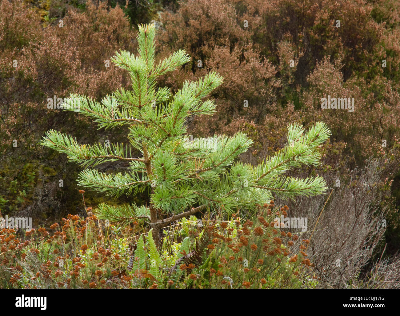 Jeune pin sylvestre Banque de photographies et d’images à haute ...