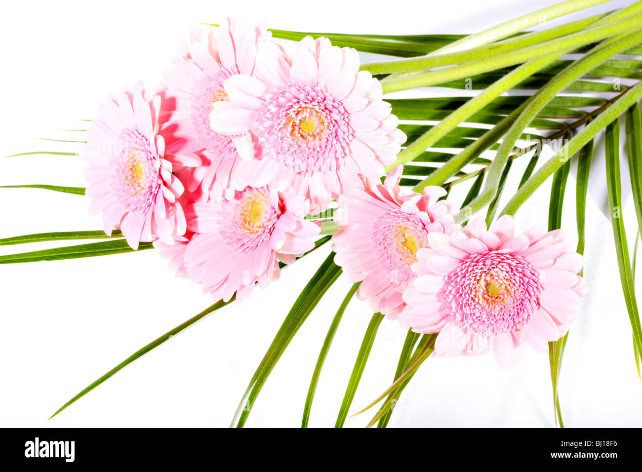 Ping gerbera Banque de photographies et d’images à haute résolution - Alamy