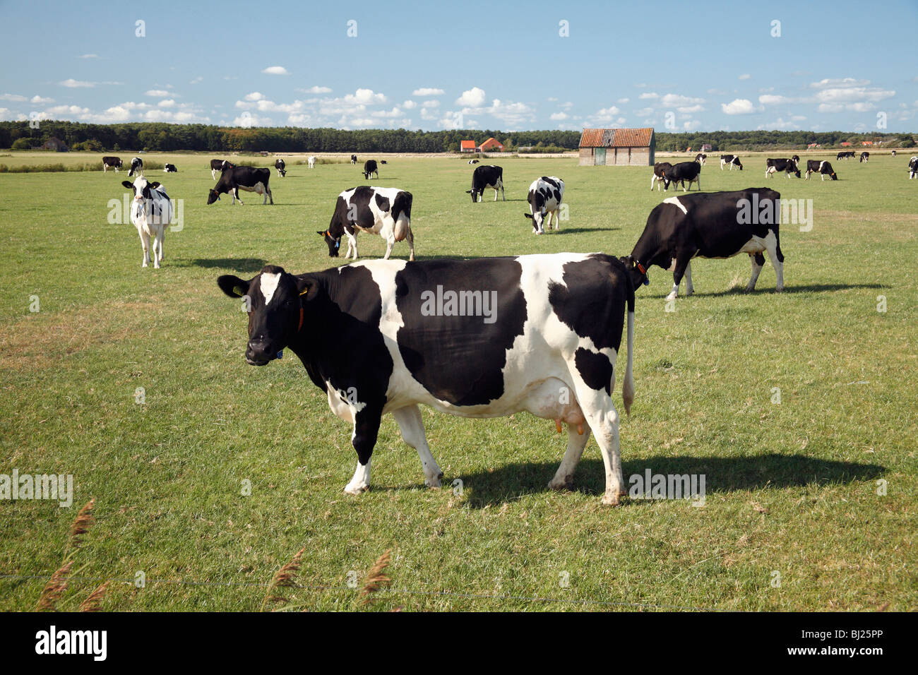 Laiterie frisonne Banque de photographies et d’images à haute ...