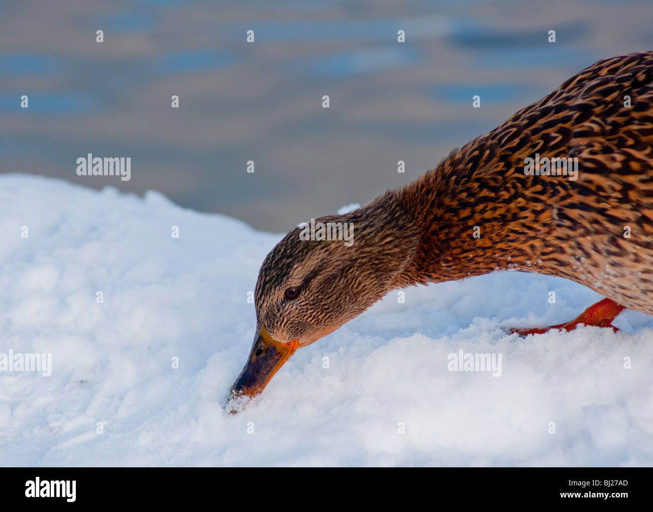 Canards colverts manger Banque de photographies et d’images à haute ...