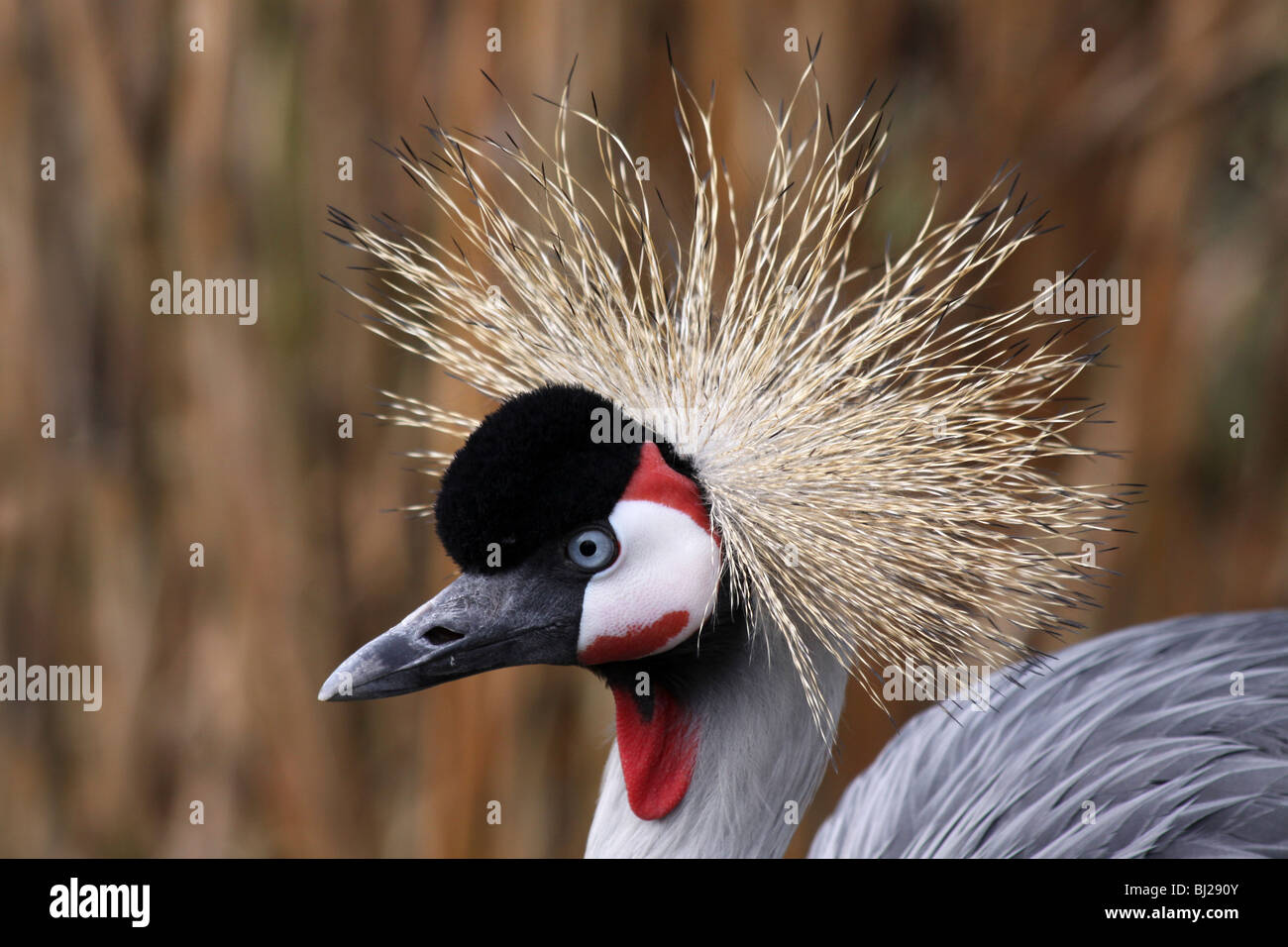 Grues À Tête Rouge Banque d'image et photos - Alamy