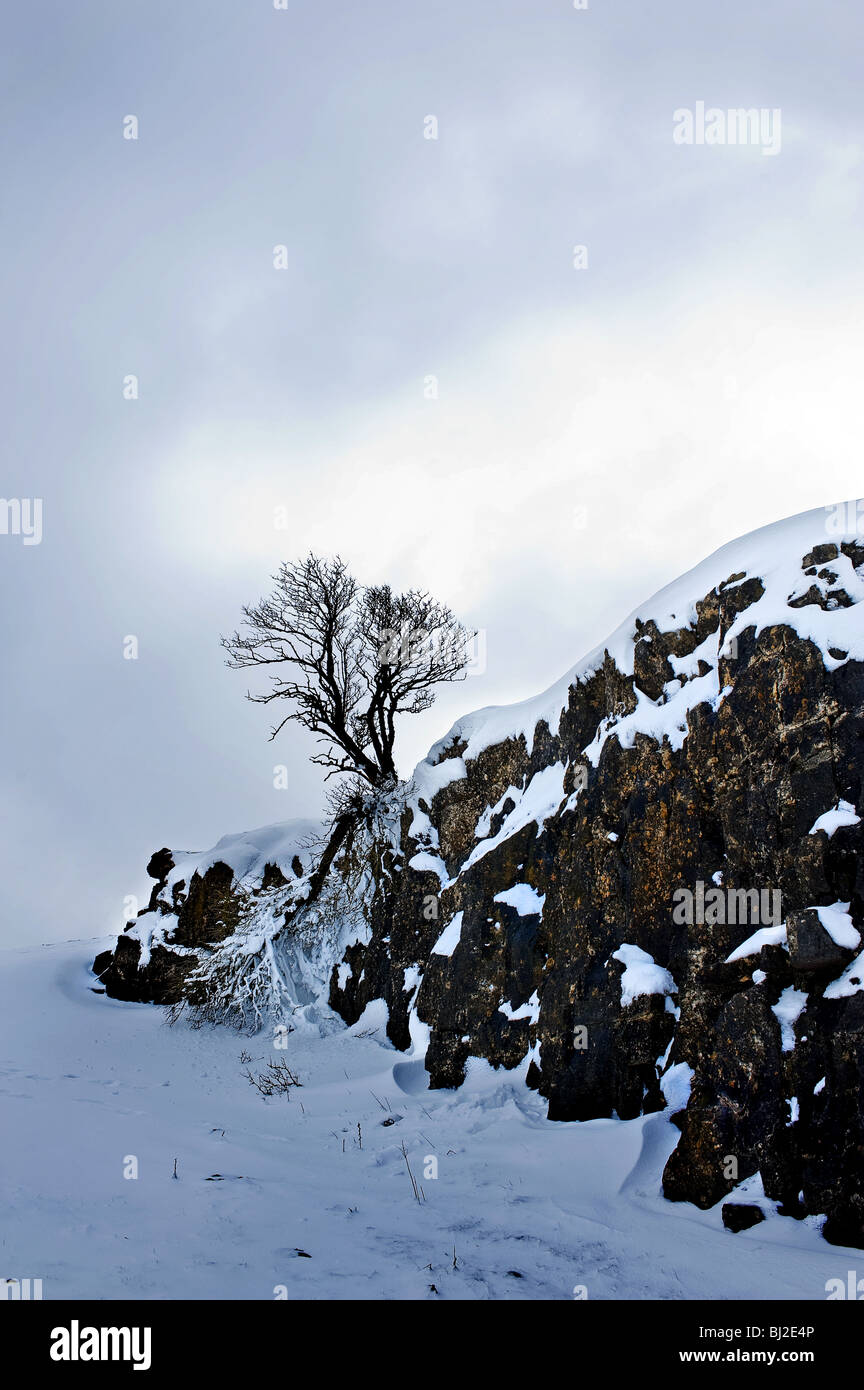 Arbre qui pousse sur un rocher Banque de photographies et d’images à ...