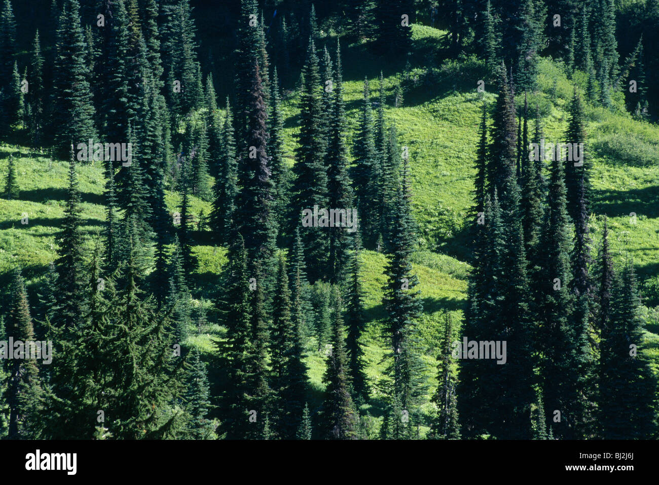 Zone subalpine Banque de photographies et d’images à haute résolution ...