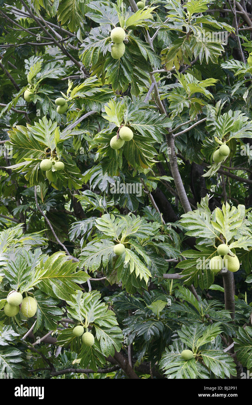 L'arbre à pain (Artocarpus altilis) Ulu Photo Stock - Alamy