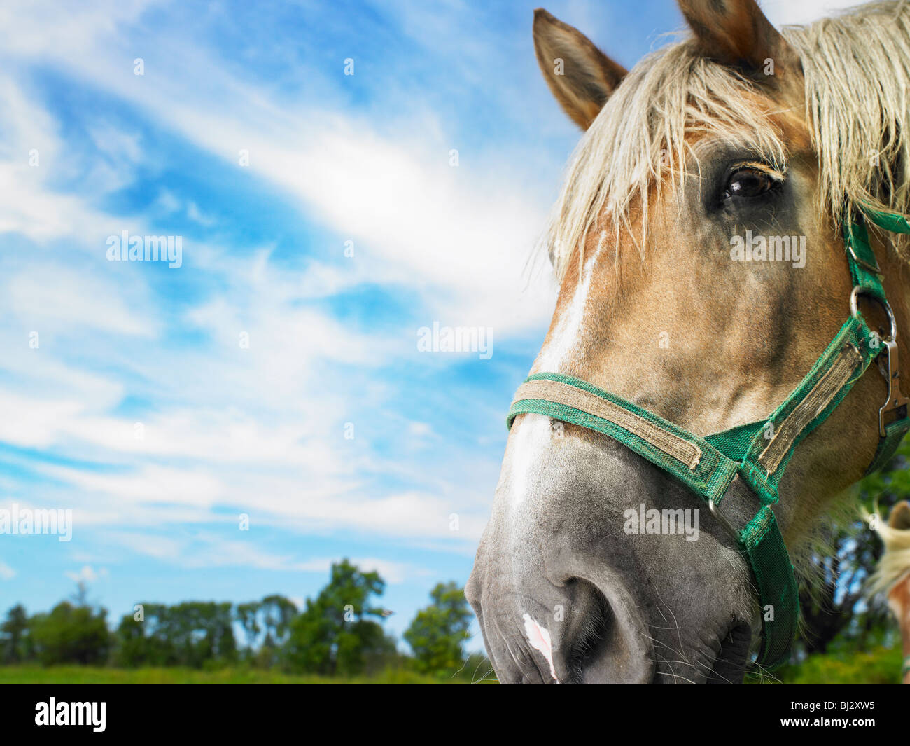 Visage de cheval Banque de photographies et d’images à haute résolution ...