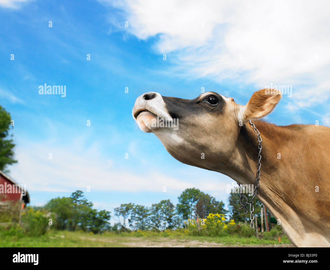 Nez de vache Banque de photographies et d’images à haute résolution - Alamy