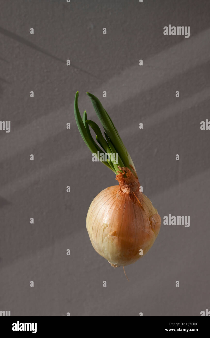 Oignon jaune Banque de photographies et d’images à haute résolution - Alamy
