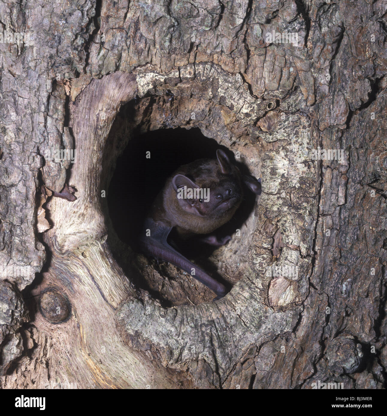 Noctule nyctalus noctula Banque de photographies et d’images à haute ...