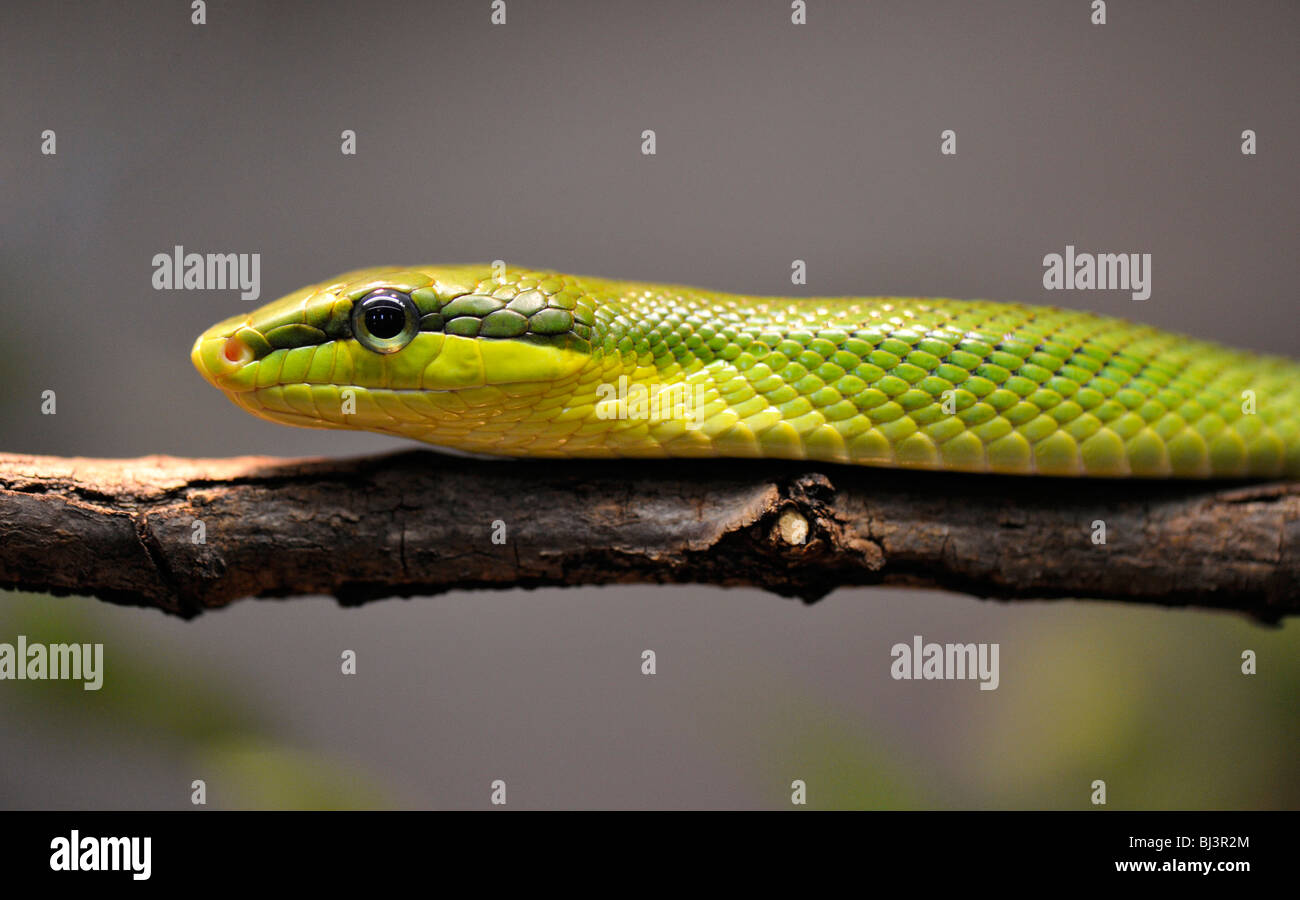 Couleuvre rouge Banque de photographies et d’images à haute résolution ...