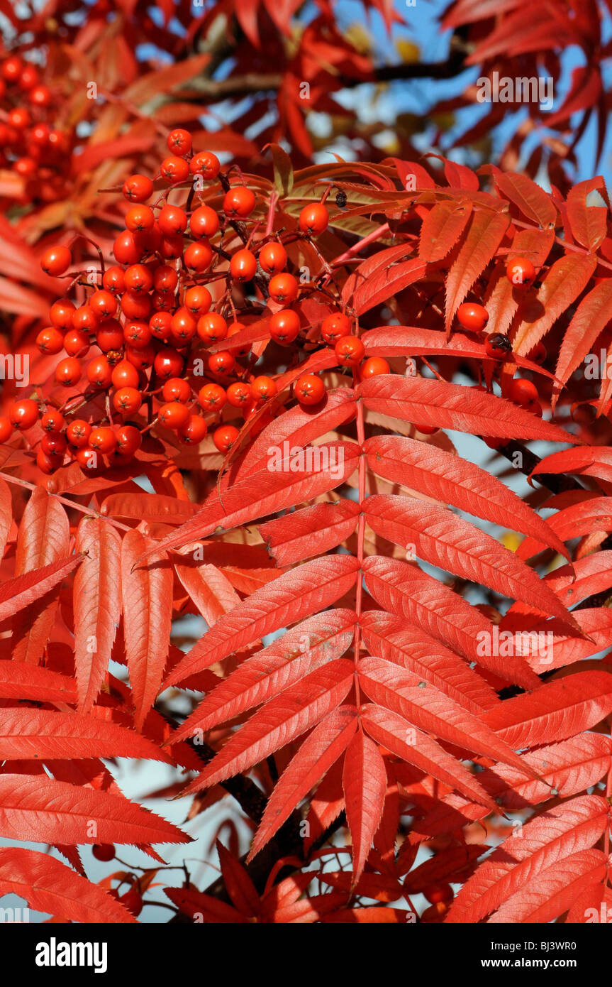Feuille de sorbier Banque de photographies et d’images à haute ...