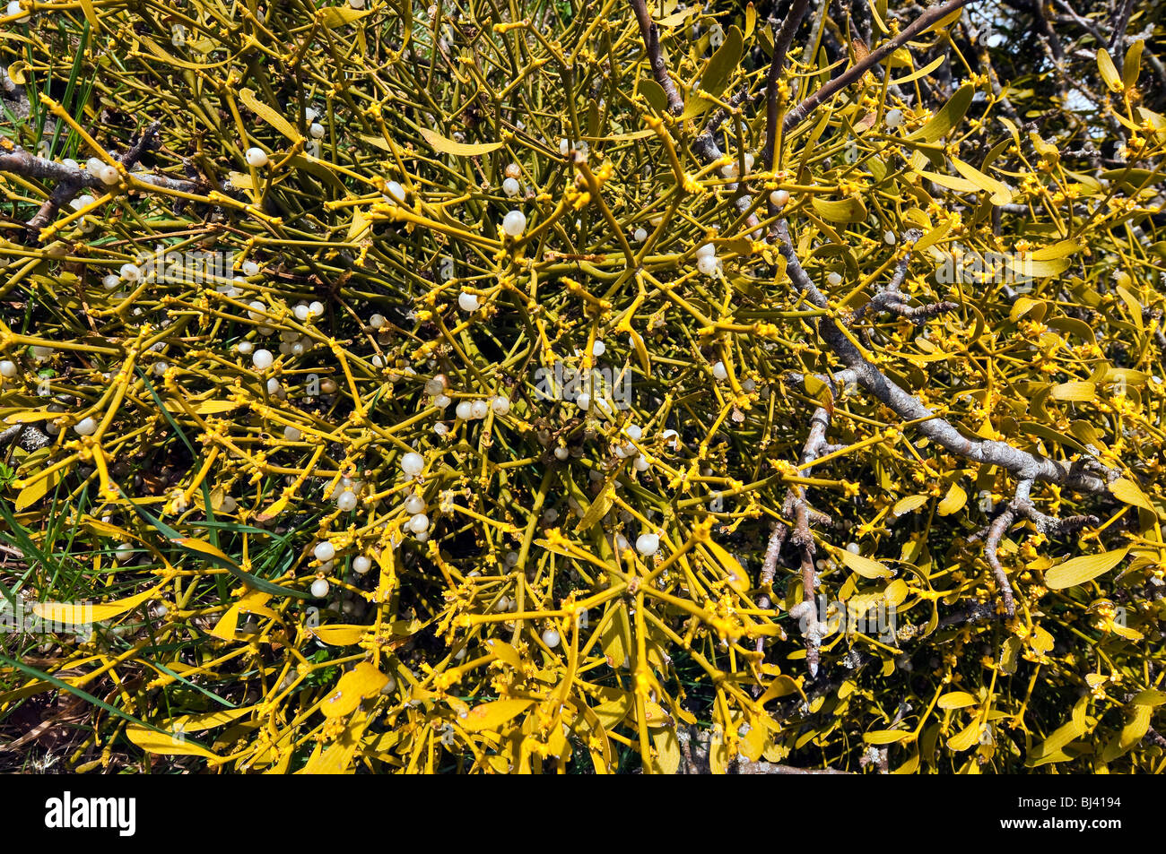 Croissance du gui Banque de photographies et d’images à haute ...