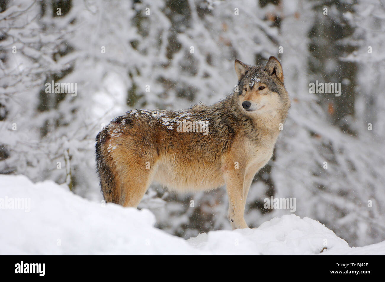 Canadian wolf Banque de photographies et d’images à haute résolution ...