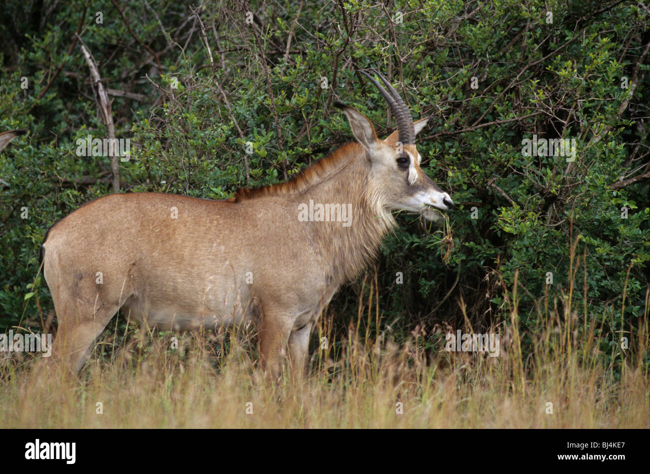 Ruma national park Banque de photographies et d’images à haute ...