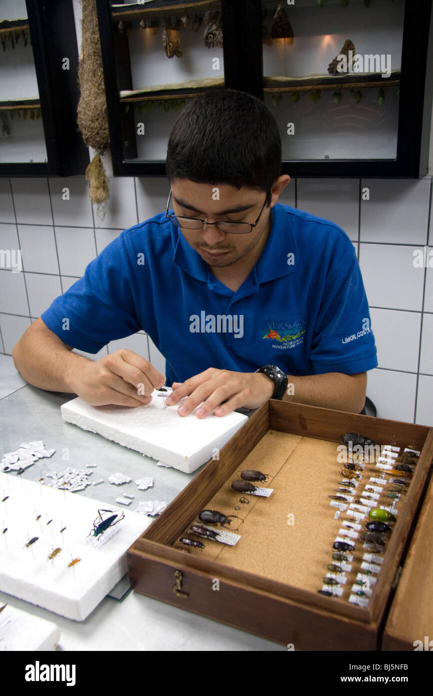 Classification des insectes à l'entomologiste Veragua Rainforest ...