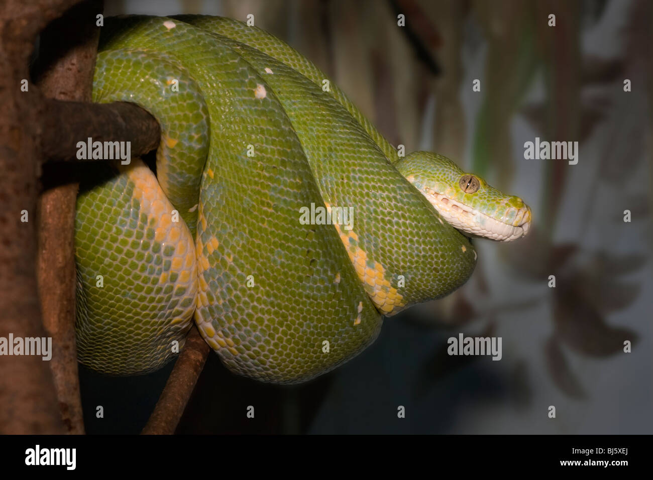Morelia viridis python vert Banque de photographies et d’images à haute ...
