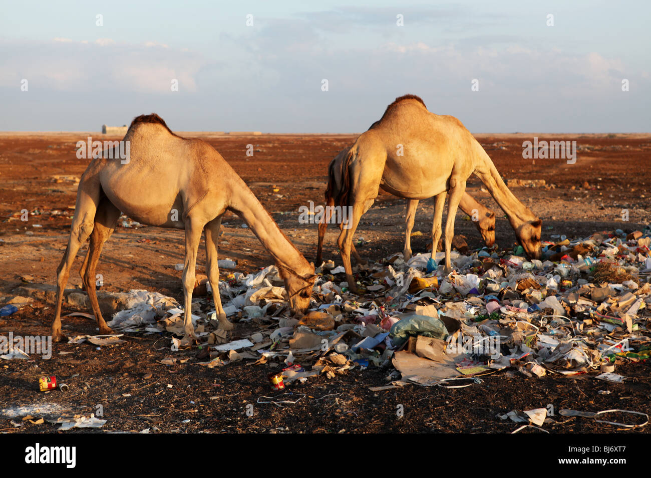 Somaliland somalie afrique corne de l'afrique horizontal chameau Banque de photographies et d ...