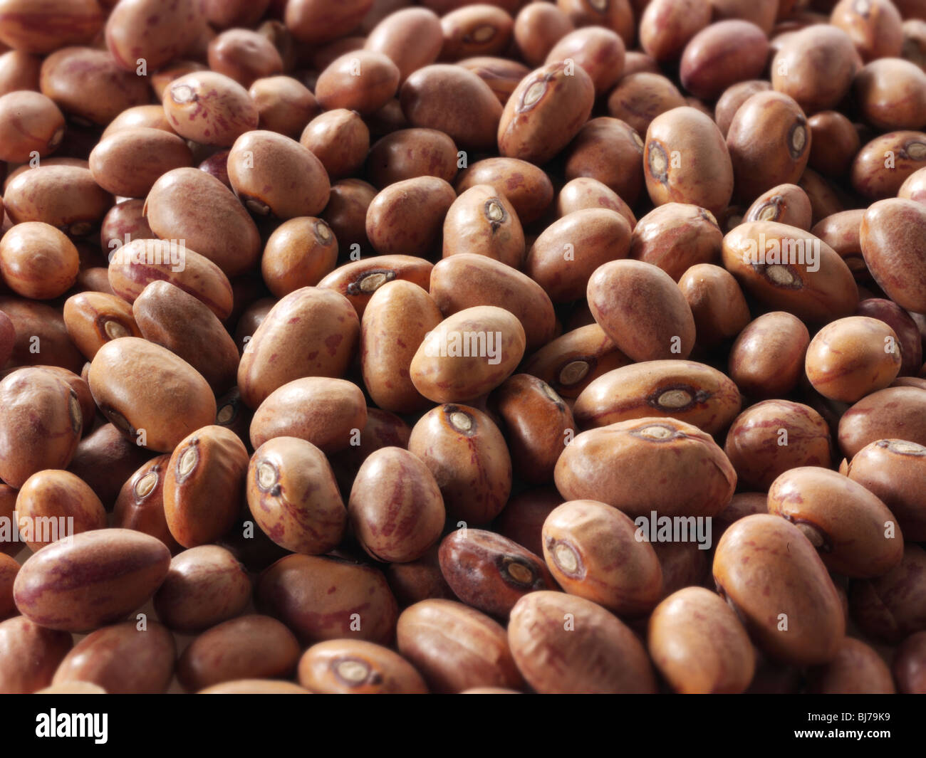 Haricots borlotti entiers, haricots canneberges, haricots romains ...