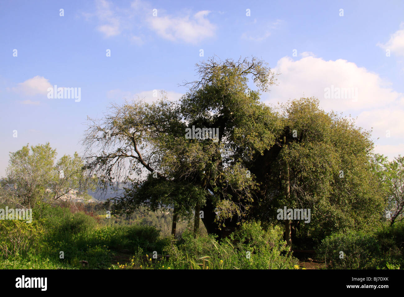 Israël, Jérusalem Montagnes, chêne kermès (Quercus) Caliprinos sur le ...