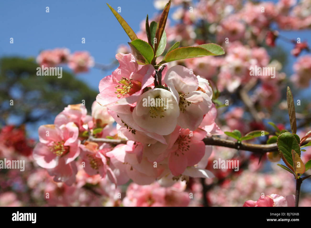 Coings japonais Banque de photographies et d’images à haute résolution ...