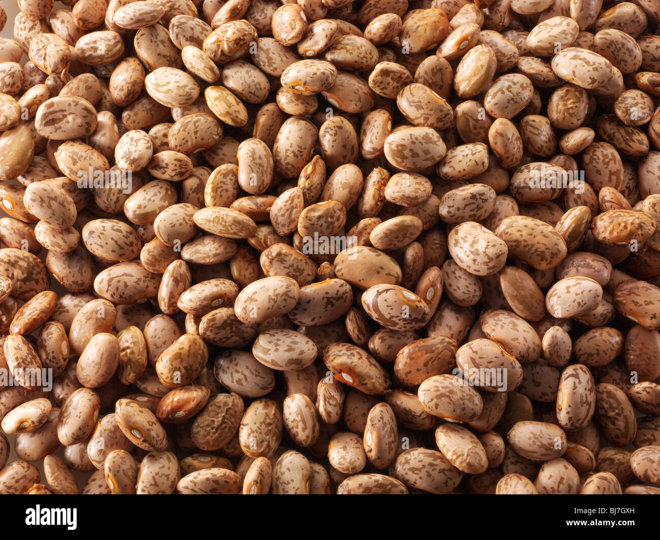 Grains de mulet rouges entiers séchés, haricots barbunya, haricots ...