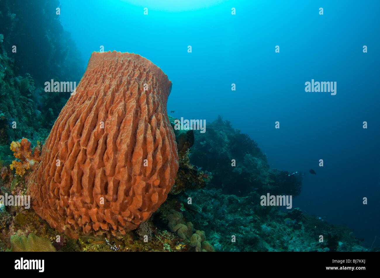 Canon géant, éponge Xestospongia testudinaria, Komodo Island, le Parc ...