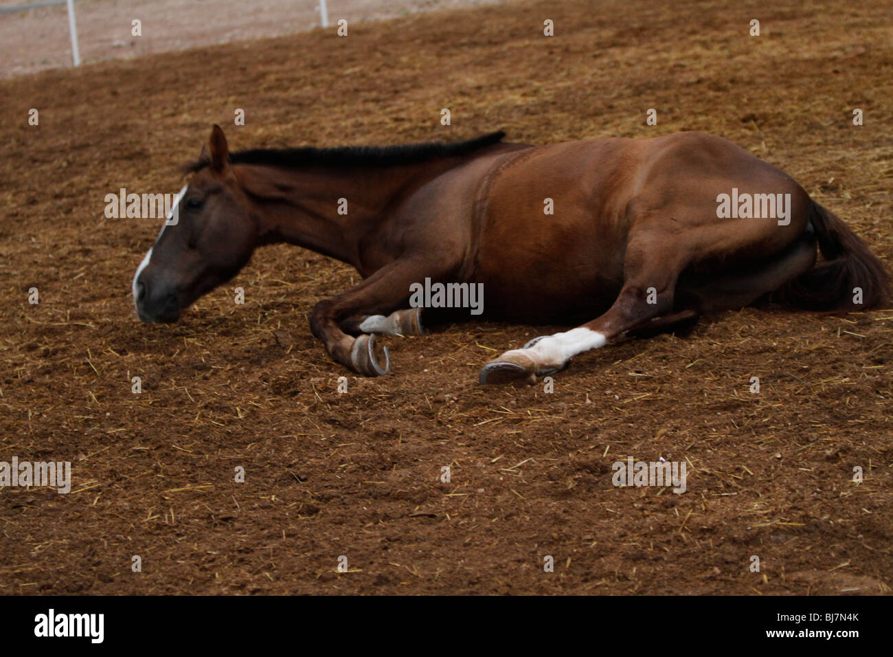 Cheval malade Banque de photographies et d’images à haute résolution ...