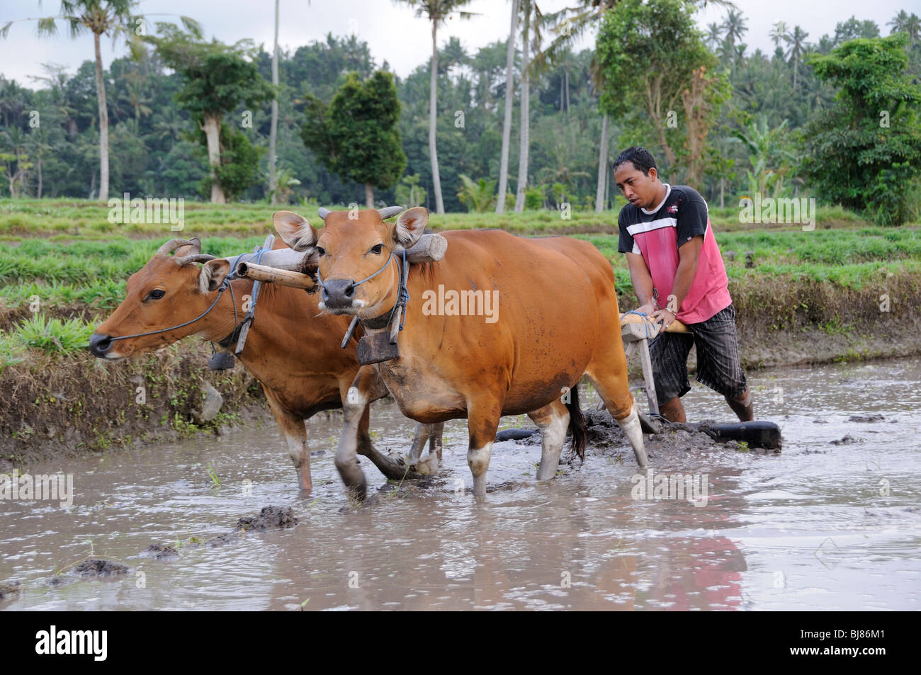 Vache bali Banque de photographies et d’images à haute résolution - Alamy