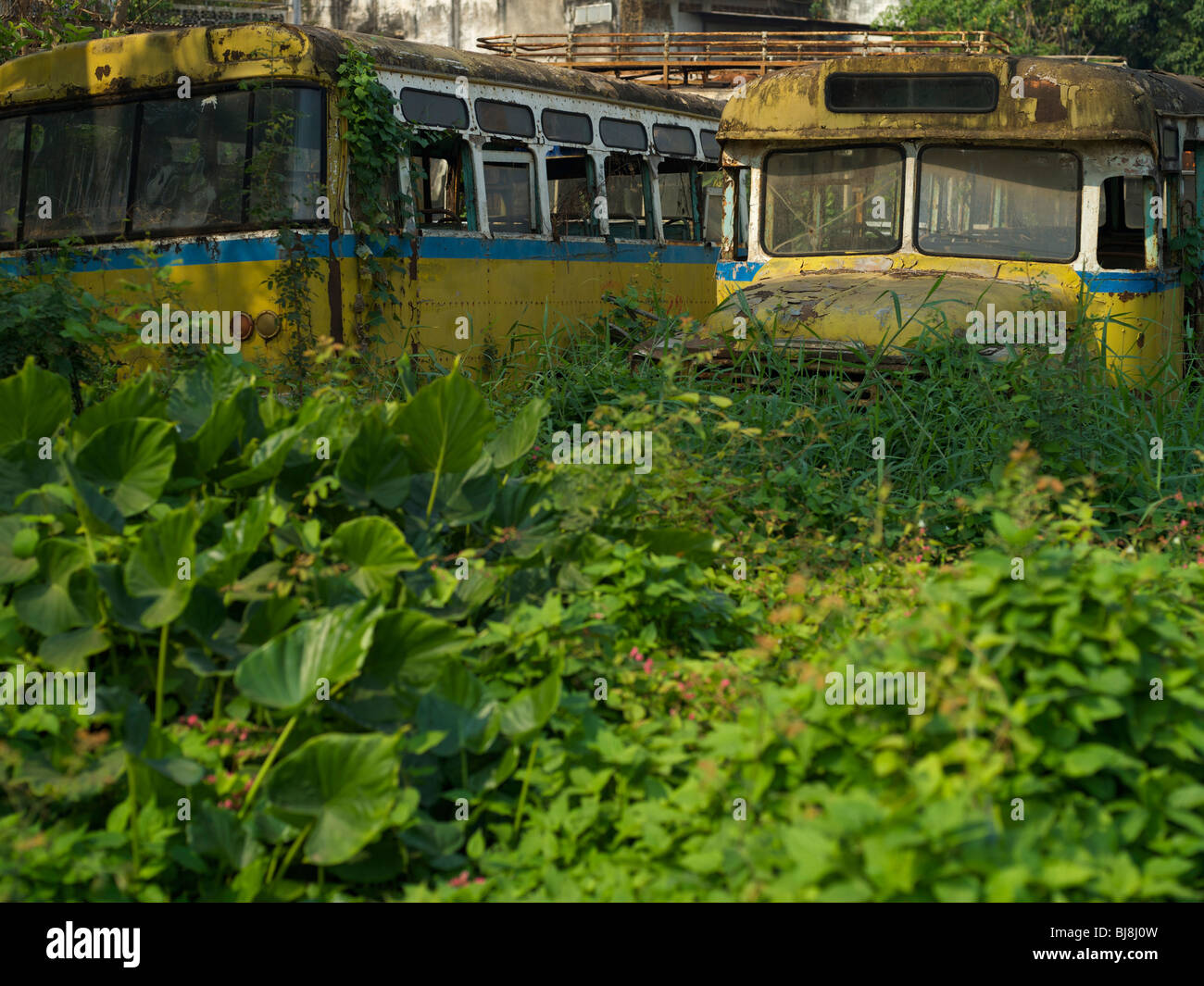 Yellow buses Banque de photographies et d’images à haute résolution - Alamy