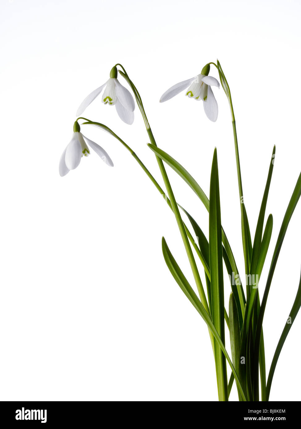 Les perce neige Banque de photographies et d’images à haute résolution ...
