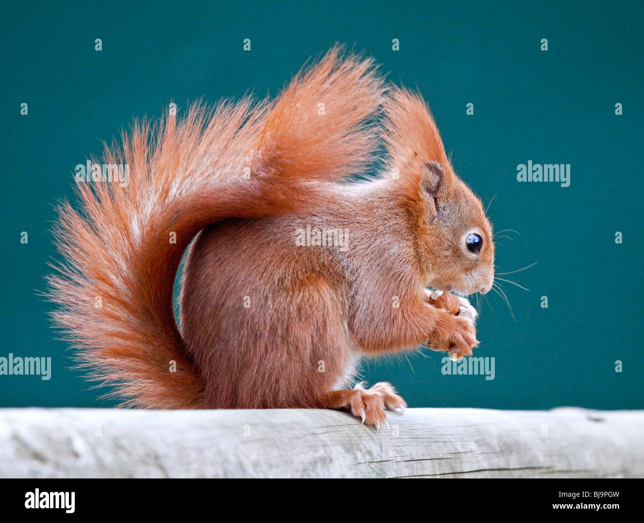 écureuils roux Banque de photographies et d’images à haute résolution ...