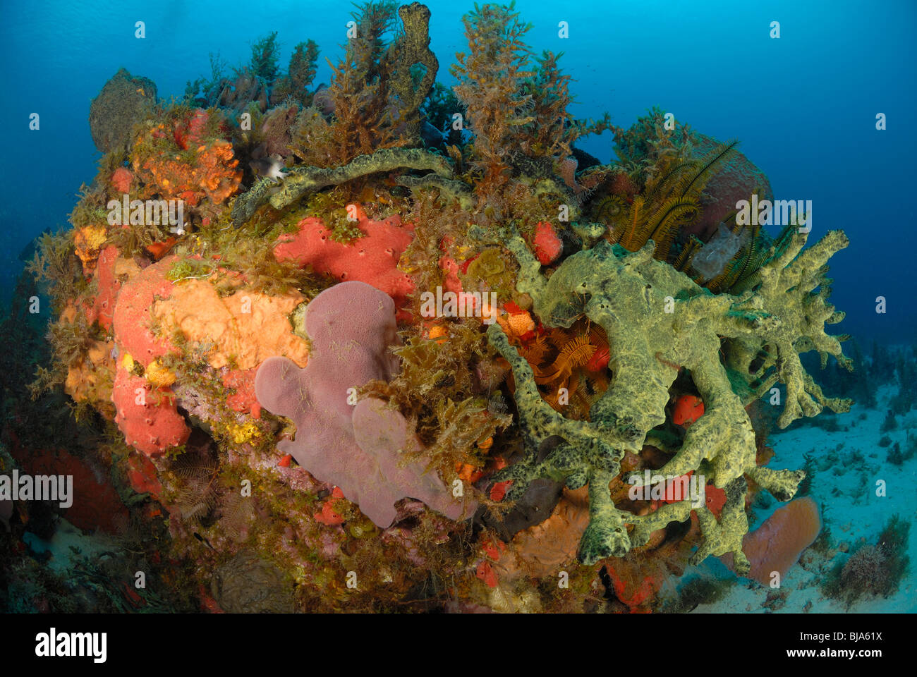 Les éponges et coraux typiques de corail au large de la Martinique ...