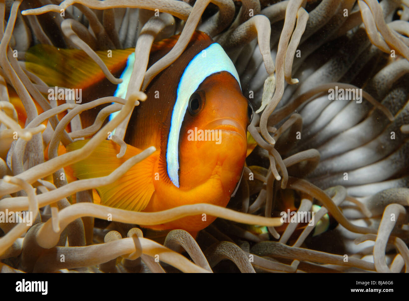 Est le poisson clown le plus commun dans la mer rouge Banque de ...